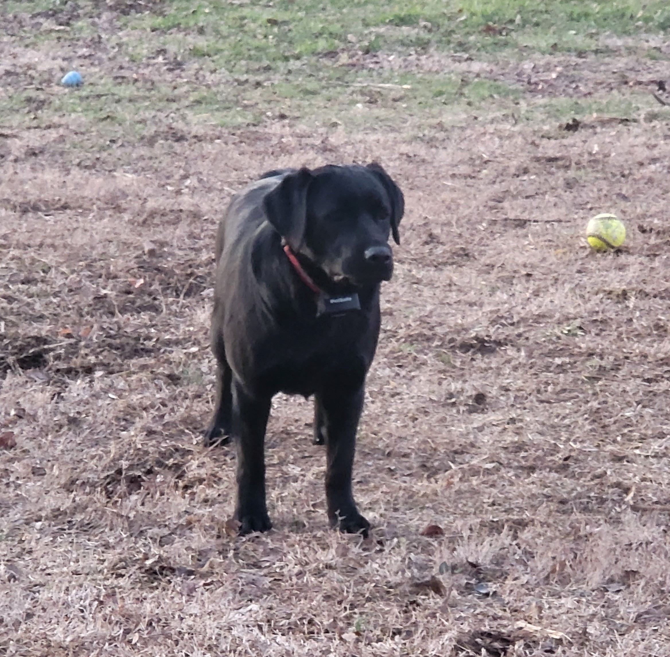 Sires and Dams – Legend Labs